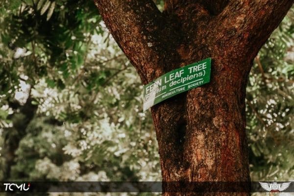 A tree labelling project by the Horticulture Society | Trinity College ...